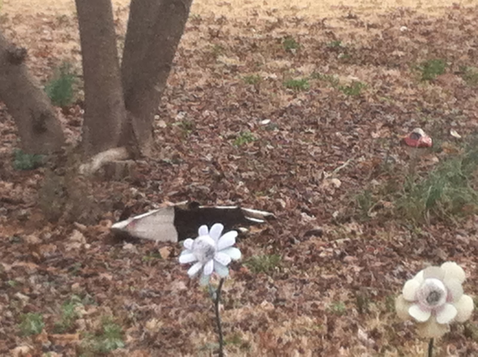 Goat death and resurrection...